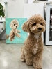 일산화실추천 일산성인취미미술 반려견 그림 그리기 아크릴화 배우기 직장인취미는 아띠갤러리 네이버 블로그